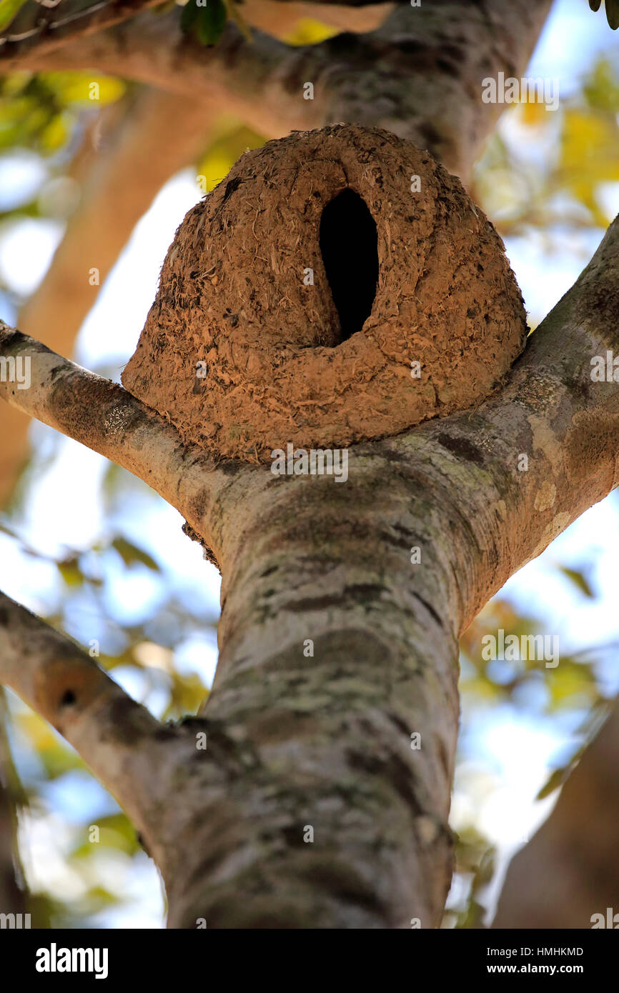 Rufous Hornero, (Furnarius rufus), nest, Pantanal, Mato Grosso, Brazil ...