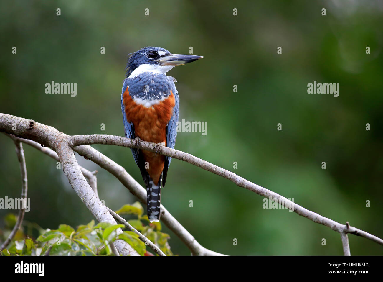 Ringed Kingfisher, (Ceryle torquata), adult on branch, Pantanal, Mato ...