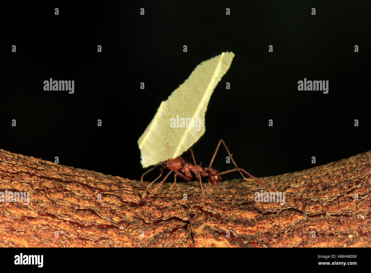 Leafcutter Ant Atta Sexdens Carries Leaf Transportation Of Cutted Leaf South America