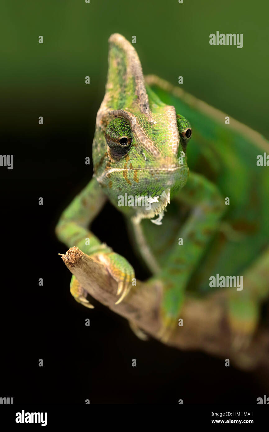 Male veiled chameleon hi-res stock photography and images - Alamy