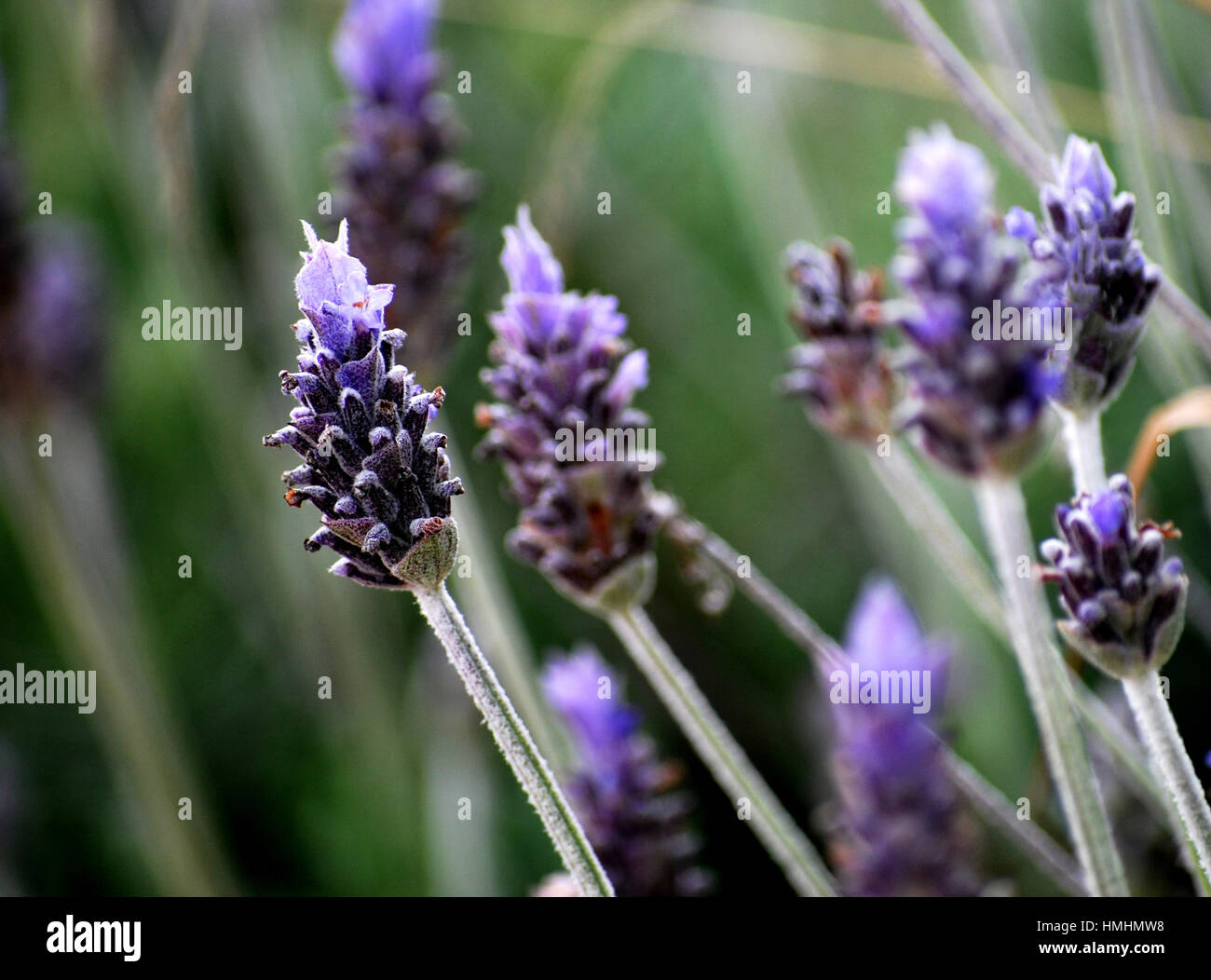 Lavender blossom in full hi-res stock photography and images - Alamy