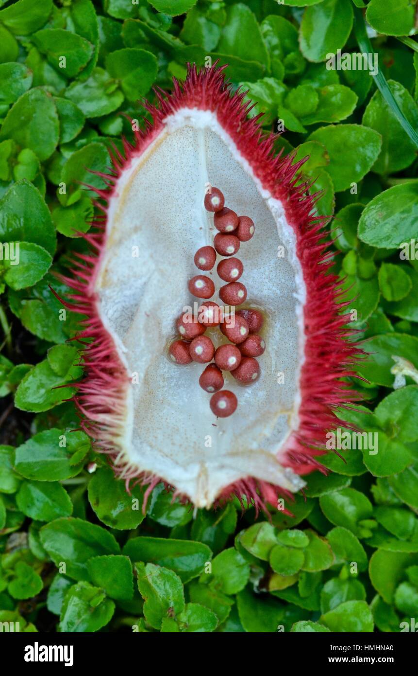 Achiote, Annatto (Bixa orellana). Fruit capsules and seeds Stock Photo ...