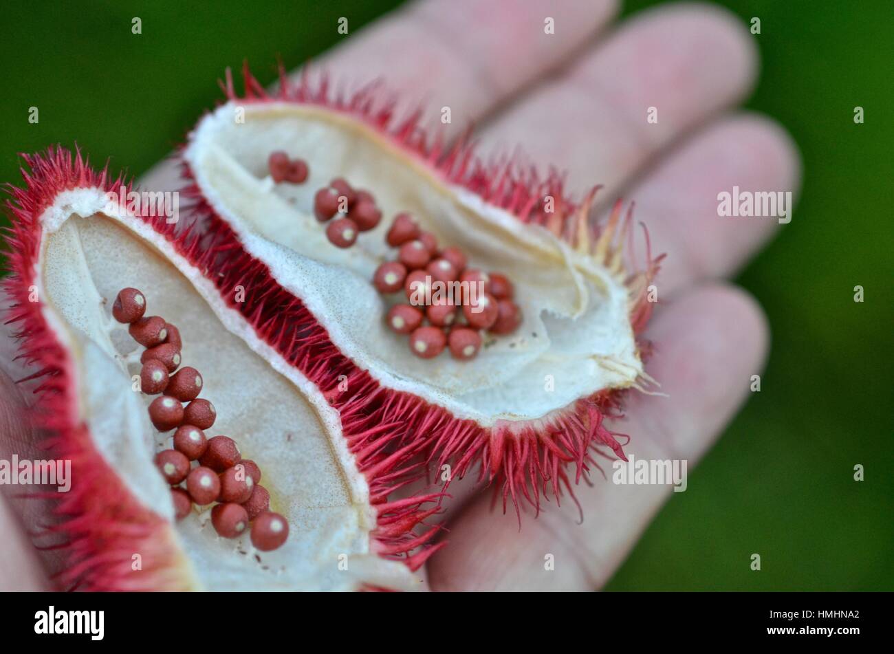 Achiote, Annatto (Bixa orellana). Fruit capsules and seeds Stock Photo ...