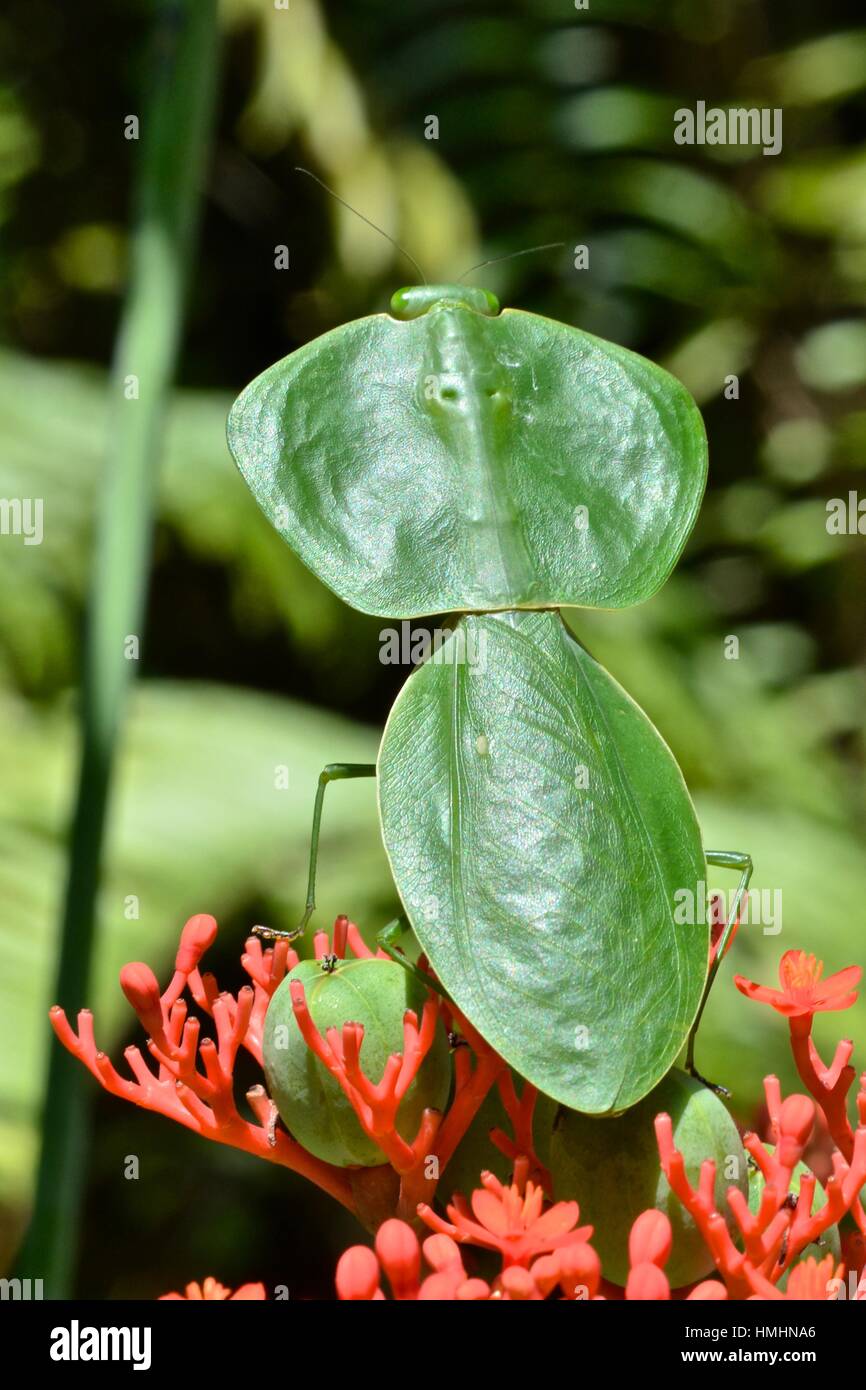 Leaf-mimicking praying mantis ( Choerdolis species ). Peninsula Osa ...