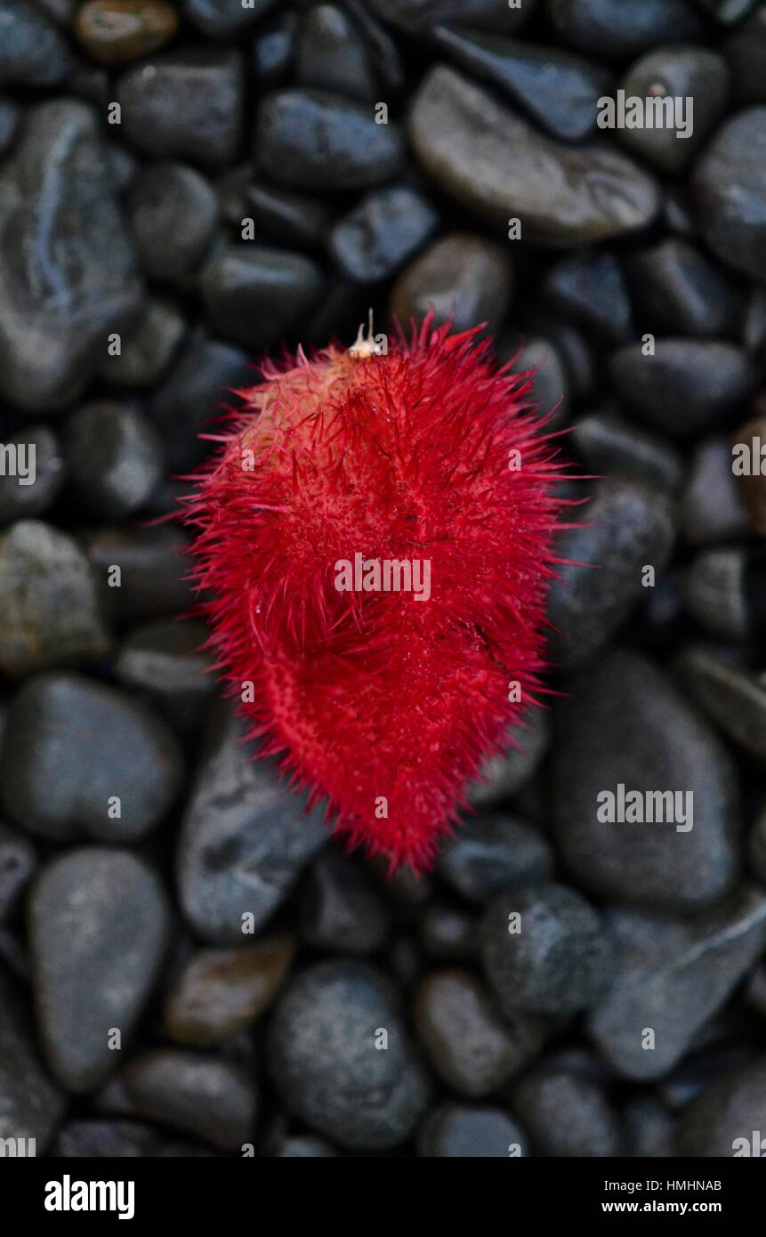 Achiote, Annatto (Bixa orellana). Fruit capsules and seeds Stock Photo ...