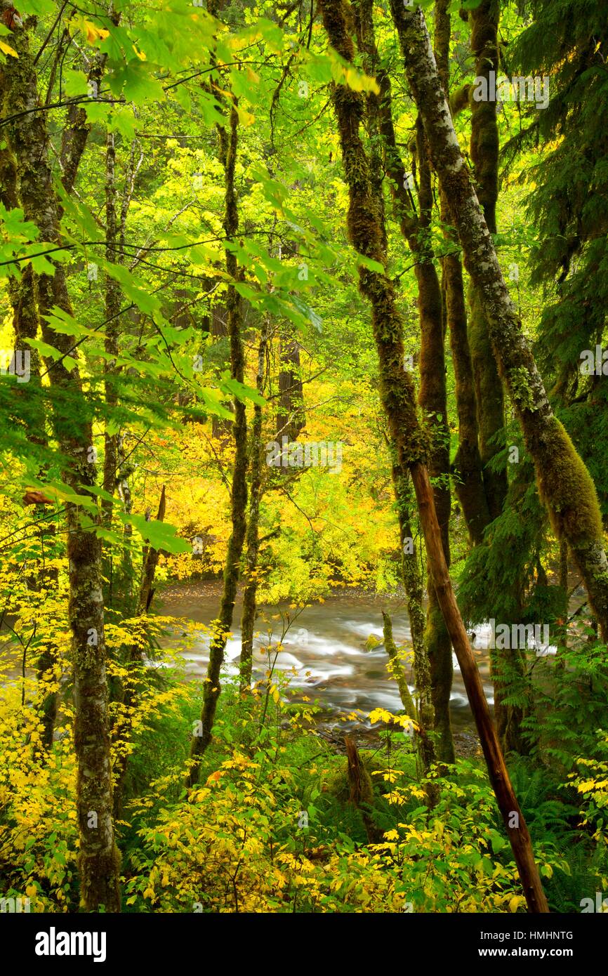 Aufderheide Scenic Byway High Resolution Stock Photography and Images ...