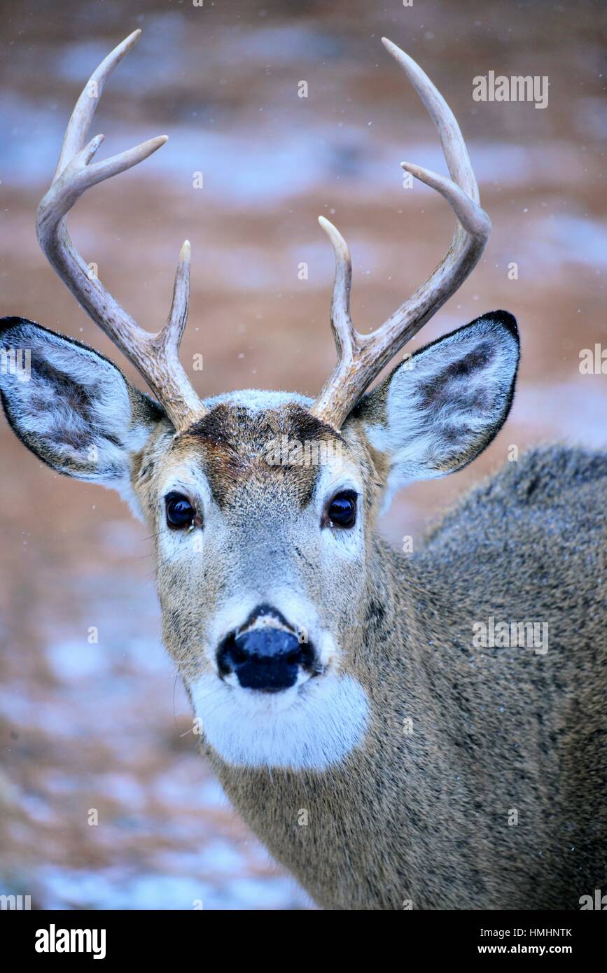 Buck white hi-res stock photography and images - Alamy