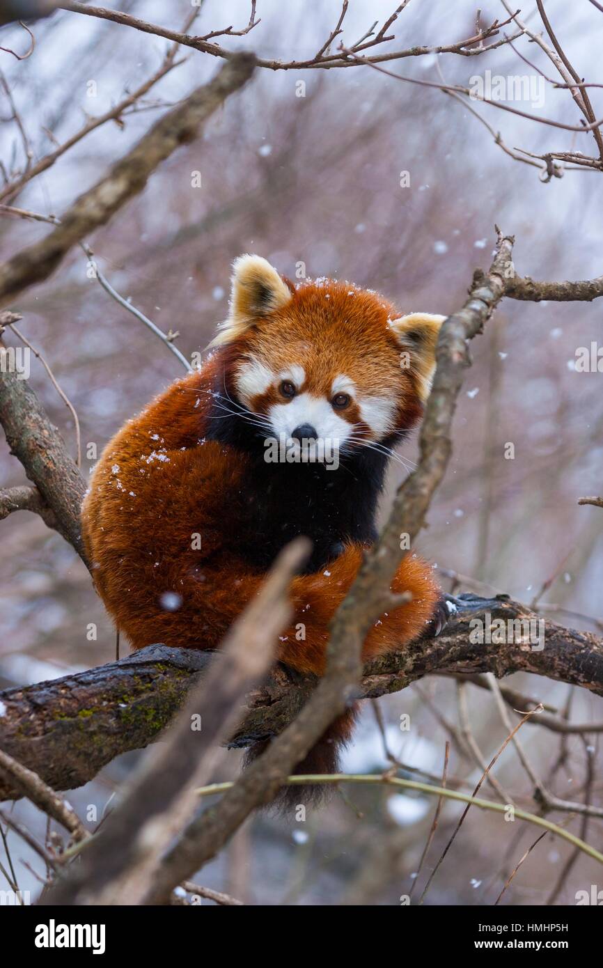 Wolong nature reserve red panda hi-res stock photography and images - Alamy