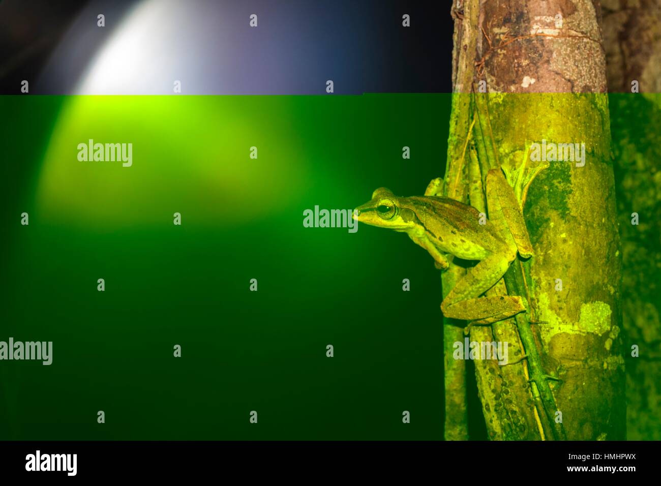 Dark green frog hi-res stock photography and images - Alamy