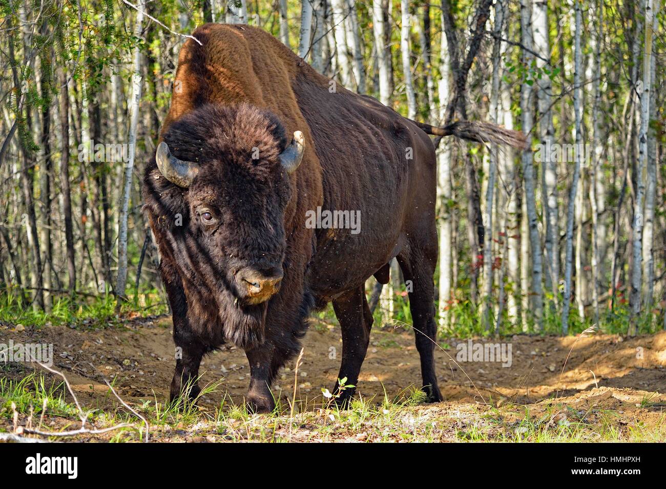 Adult bull plains bison bison hi-res stock photography and images - Alamy