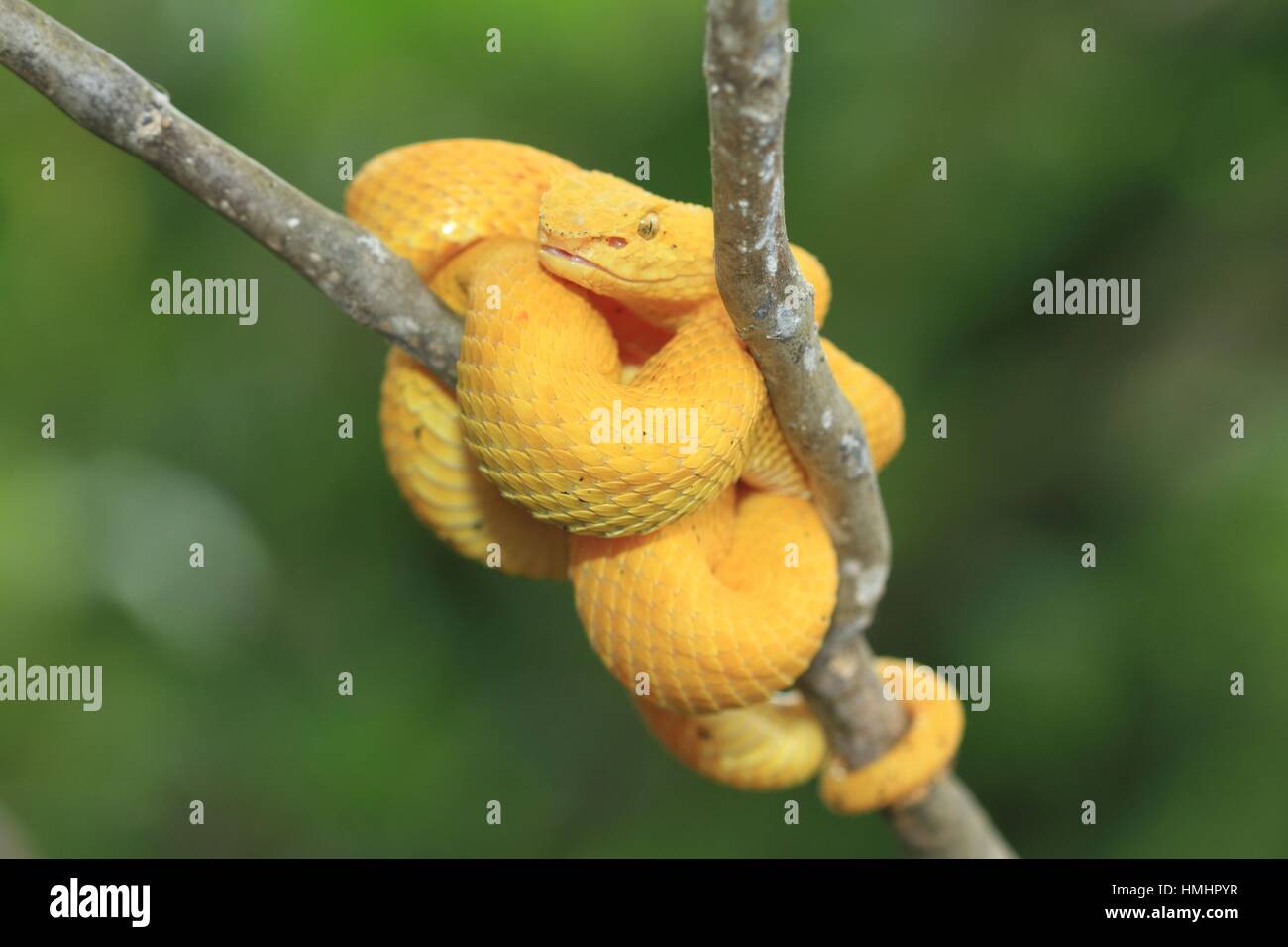 Toboba de pestaña ó Bocaracá en el Parque Nacional del Volcán Arenal ...