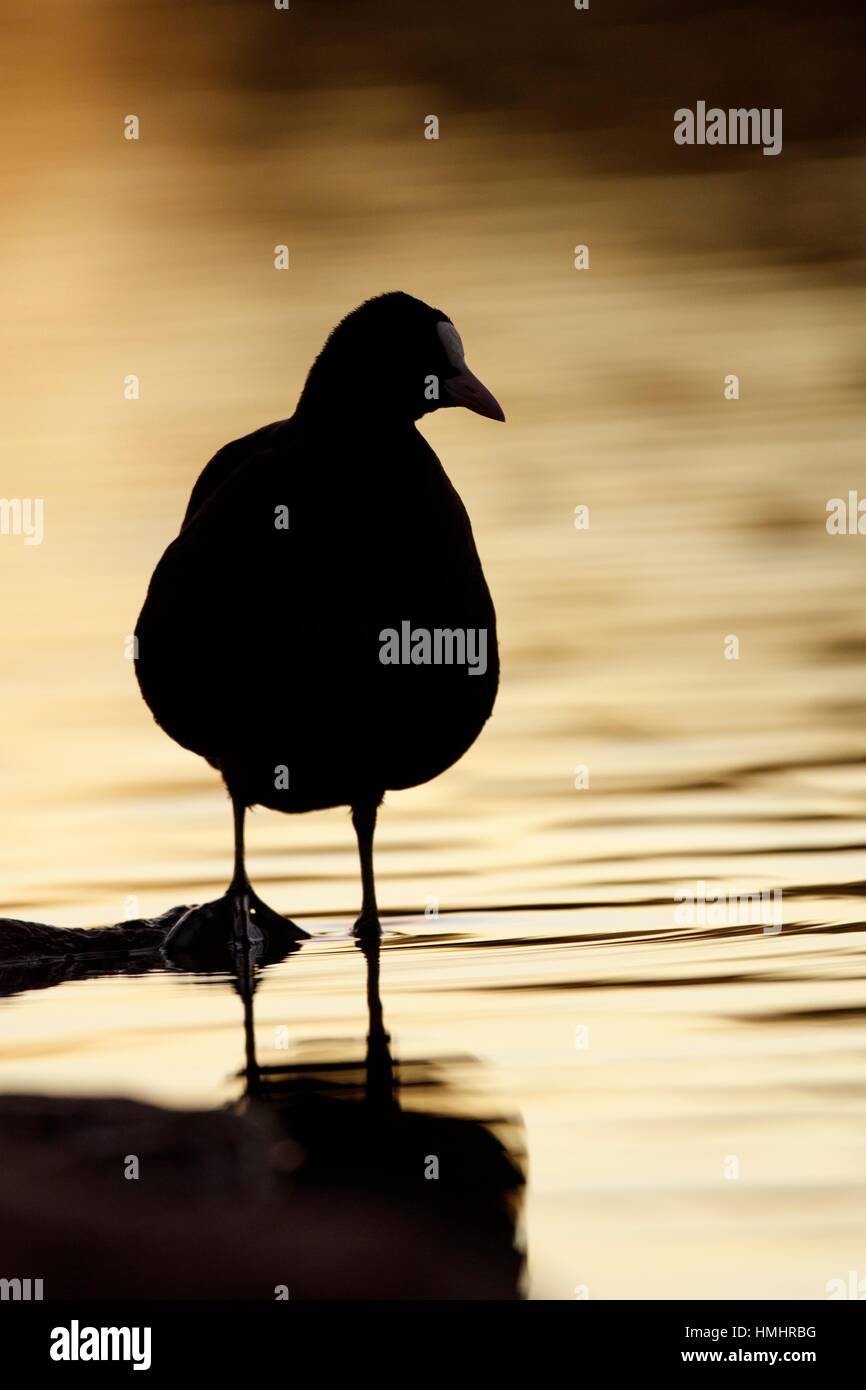 Coot silhouette hi-res stock photography and images - Alamy