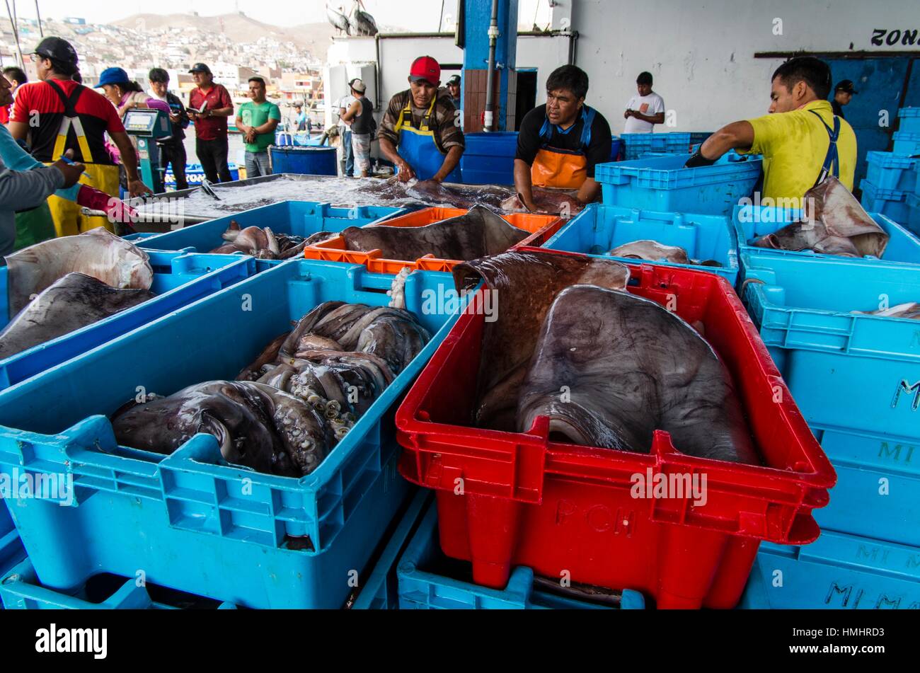 Giant squid fishing hi-res stock photography and images - Alamy