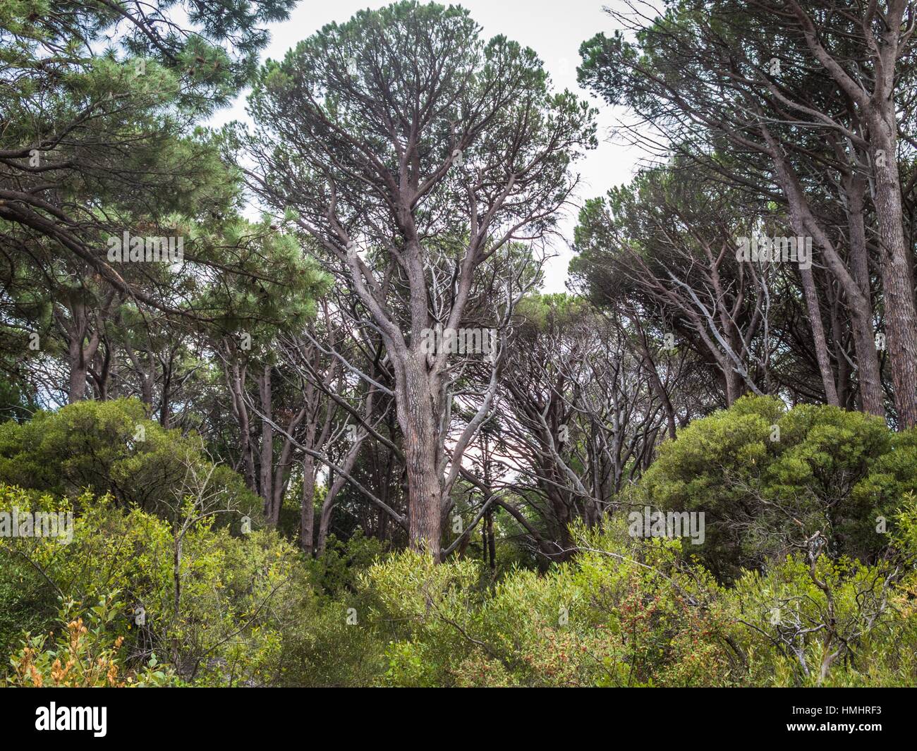 Cape town old forest hi-res stock photography and images - Alamy