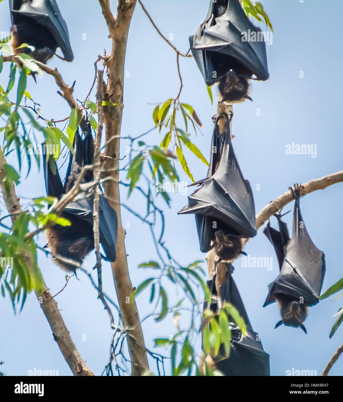 Suspended bats hi-res stock photography and images - Alamy