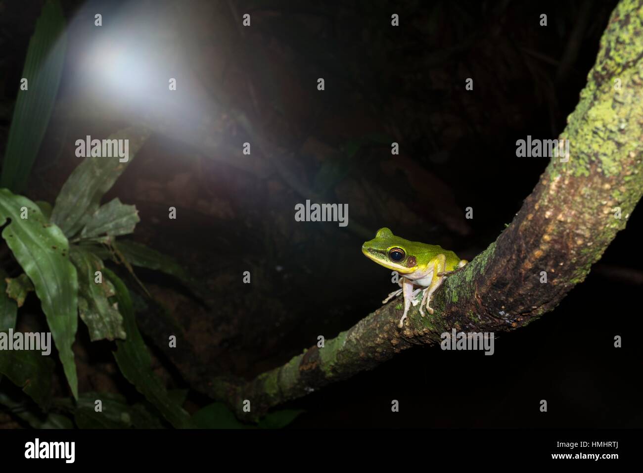 Raniceps image hi-res stock photography and images - Alamy