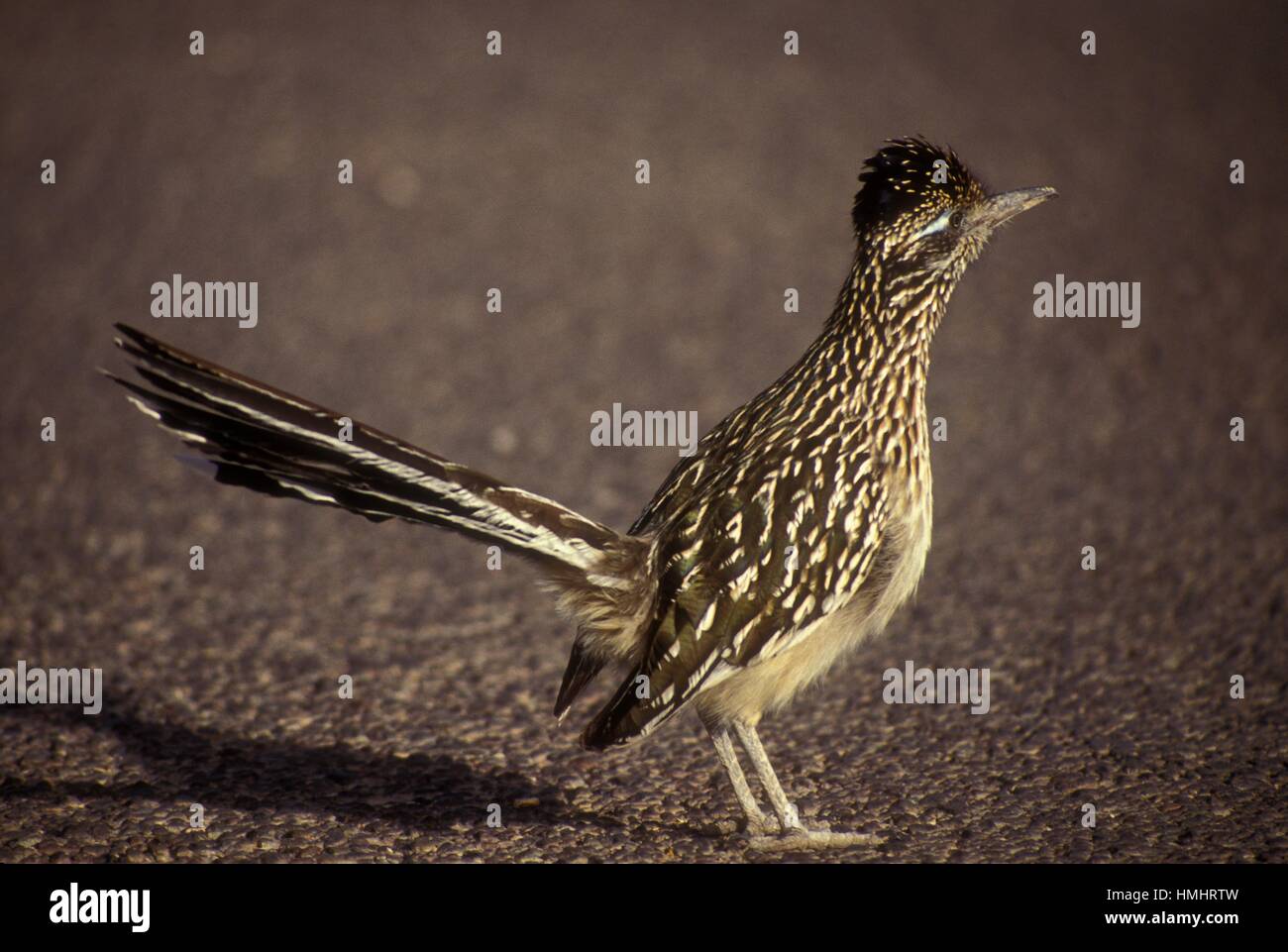 Roadrunner at big bend national park hi-res stock photography and ...