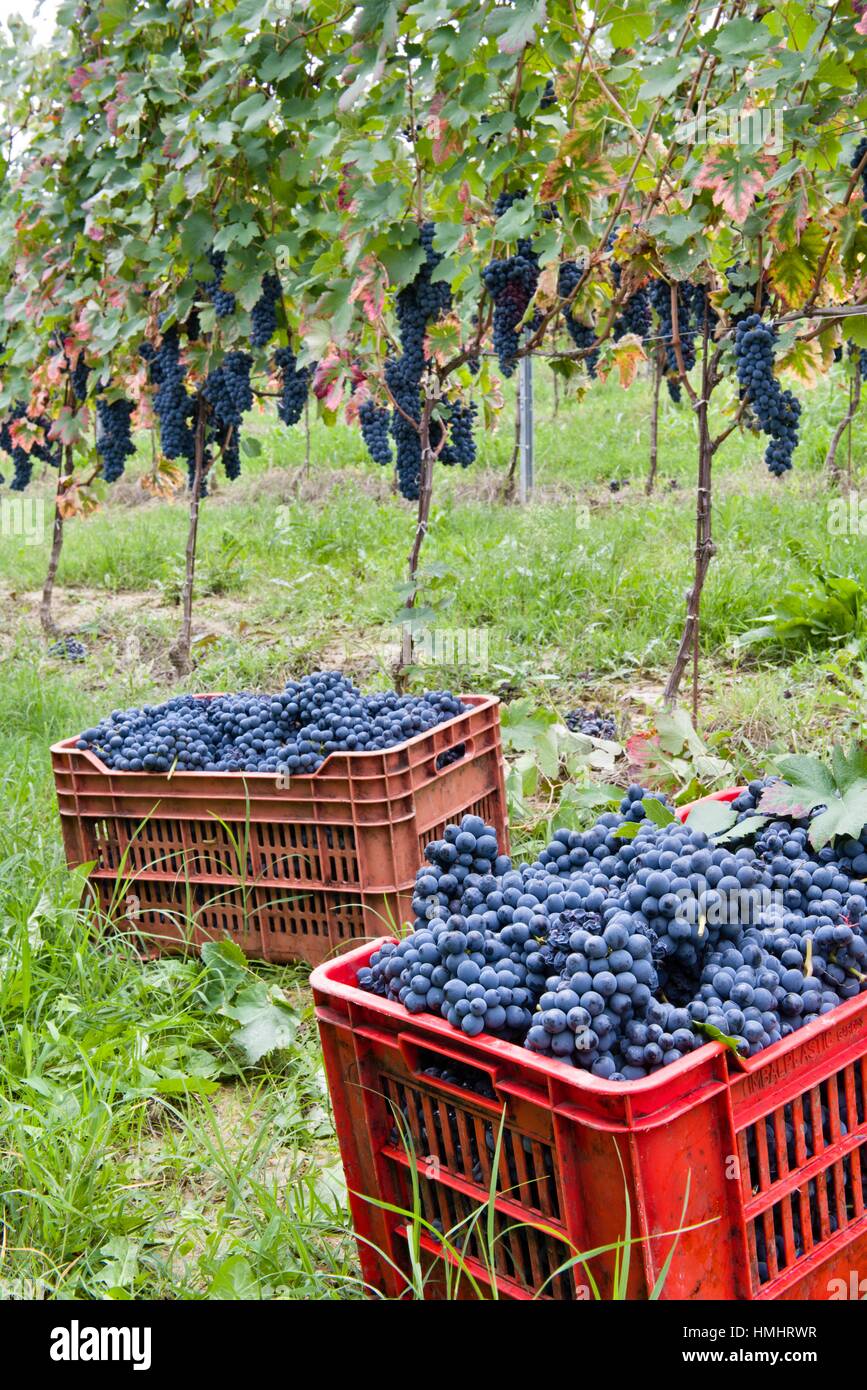 Grape harvest case hi-res stock photography and images - Alamy