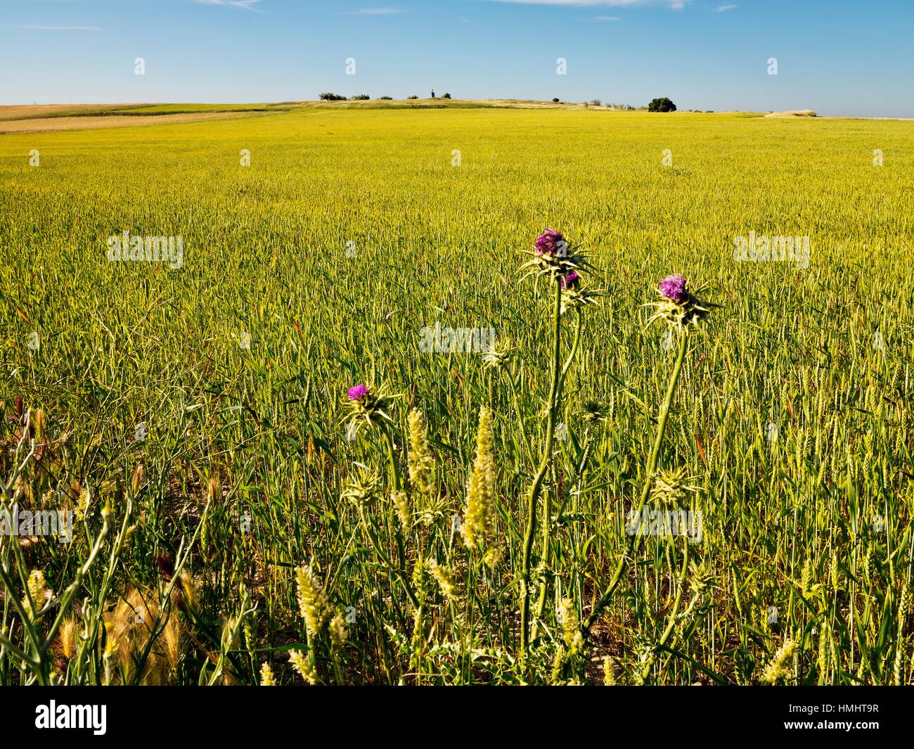 Country in El Arenal. Pinto. Madrid. Spain. Europe Stock Photo - Alamy