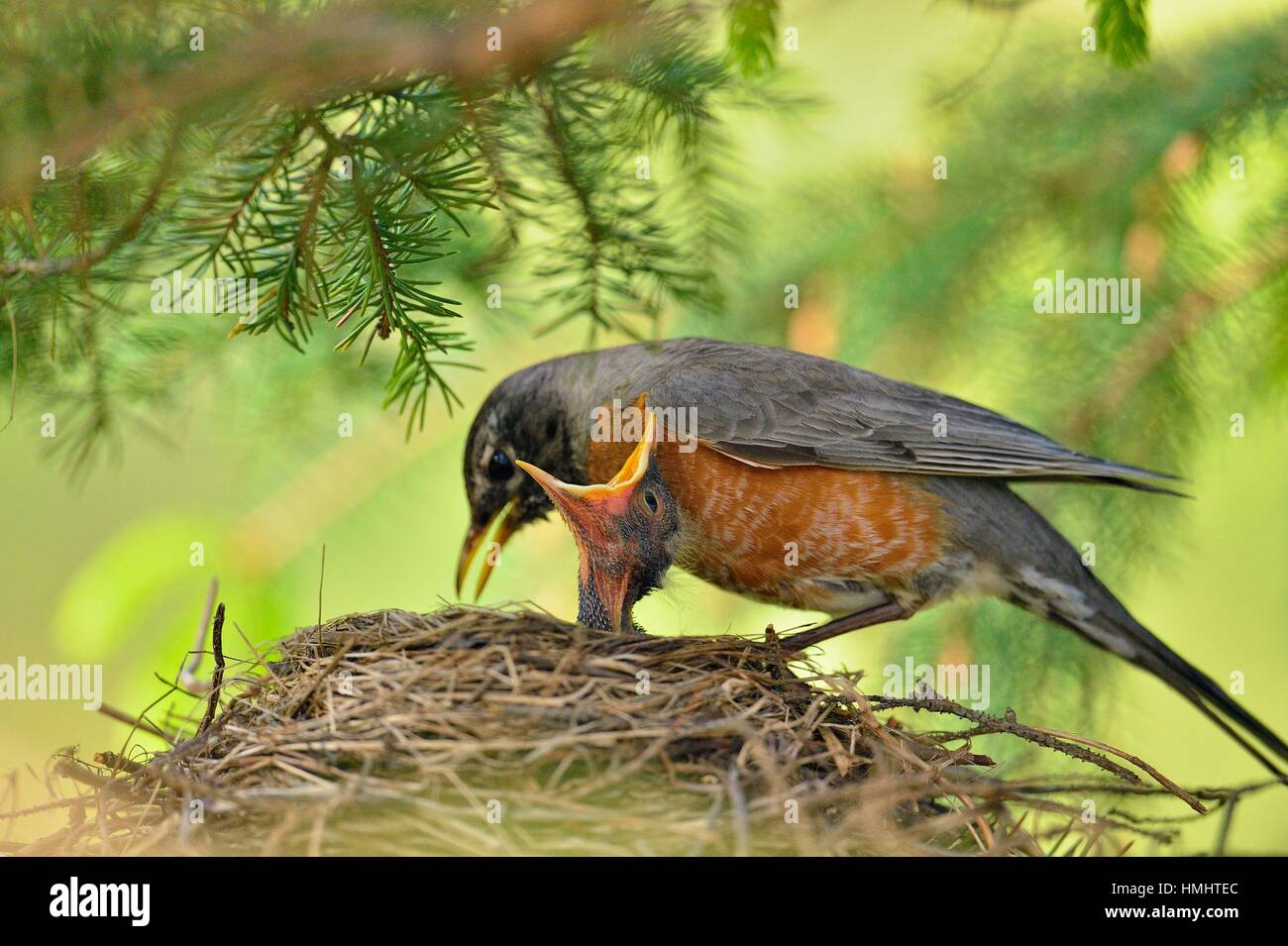 Robin turdus nesting bird animal hi-res stock photography and images ...