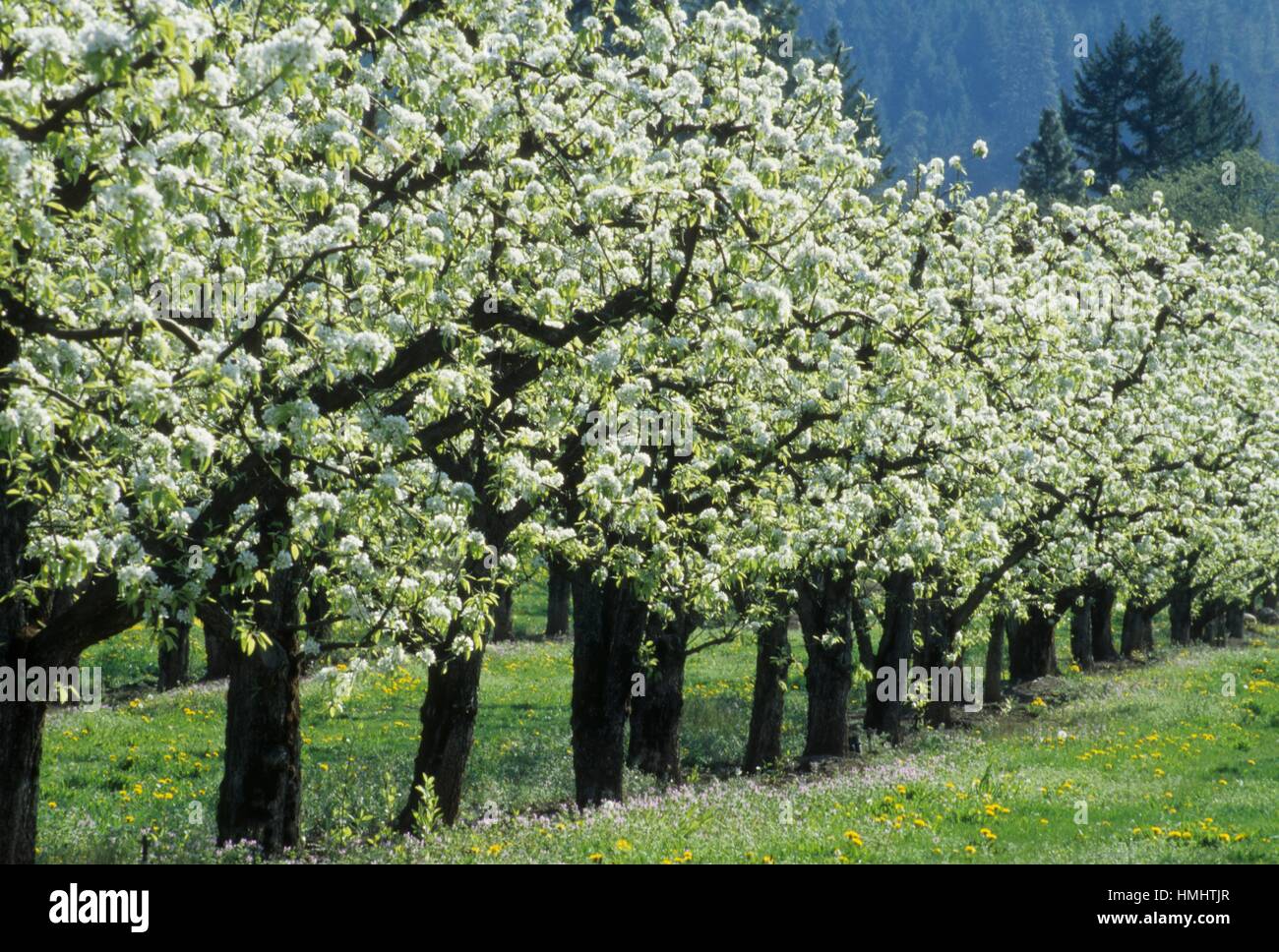 Usa Oregon Hood River Apple High Resolution Stock Photography and ...