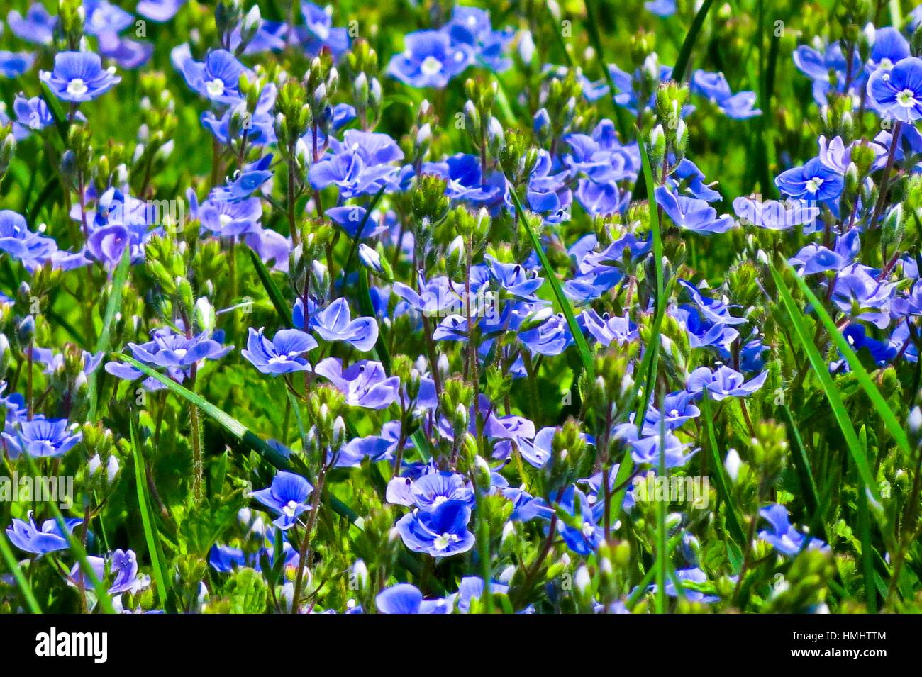 Gypsyweed hi-res stock photography and images - Alamy