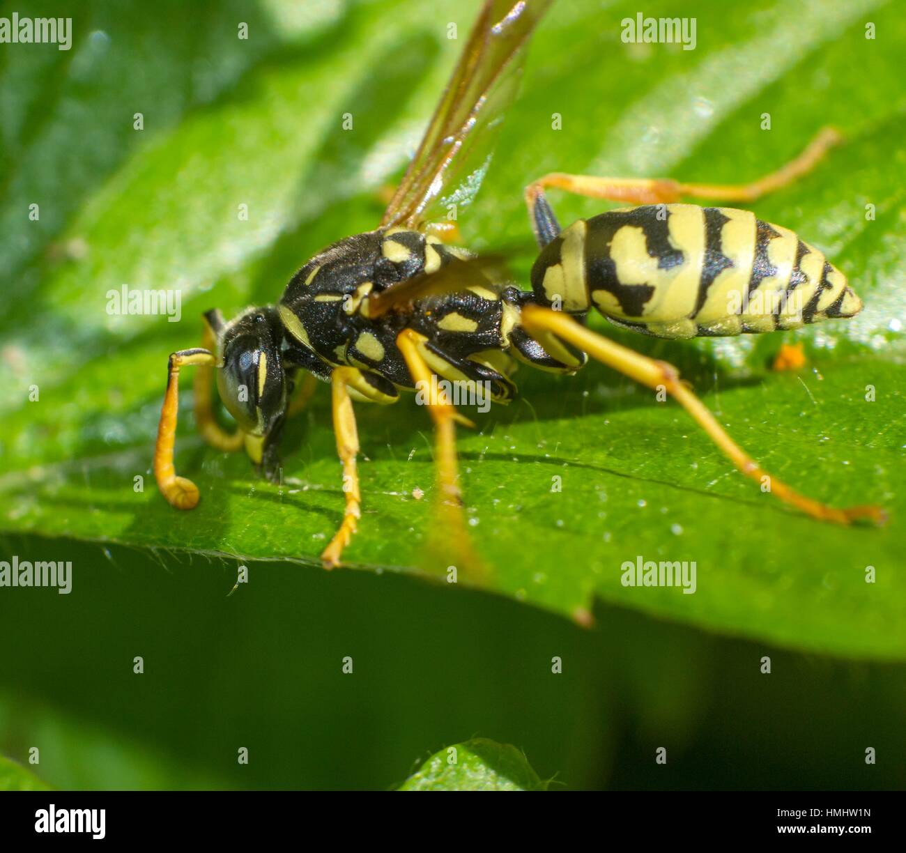 Wasp hymenoptera order hi-res stock photography and images - Alamy