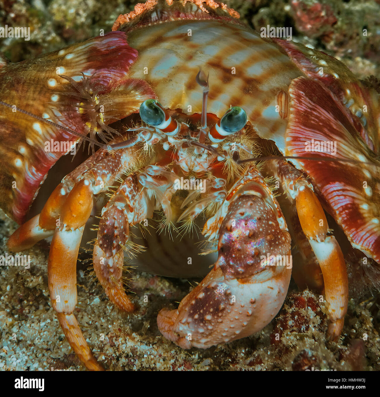 An anemone hermit crab close up Stock Photo - Alamy