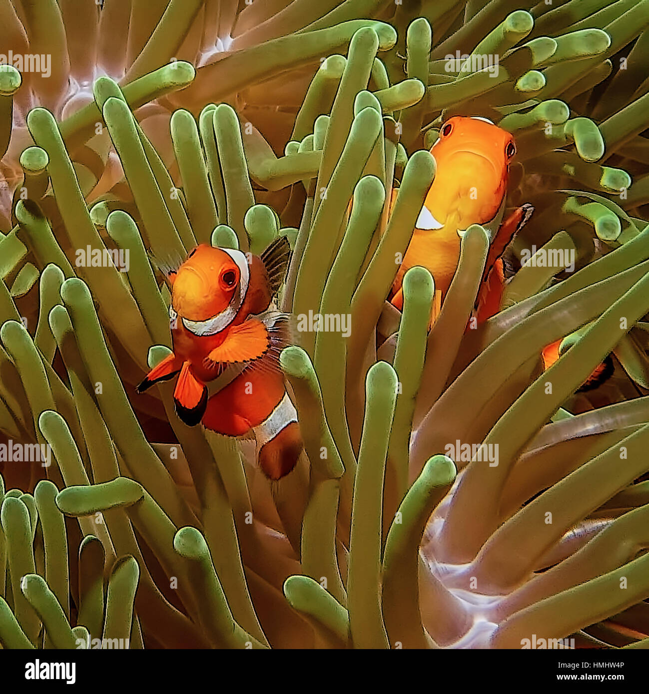 clown fish in anemone Stock Photo - Alamy
