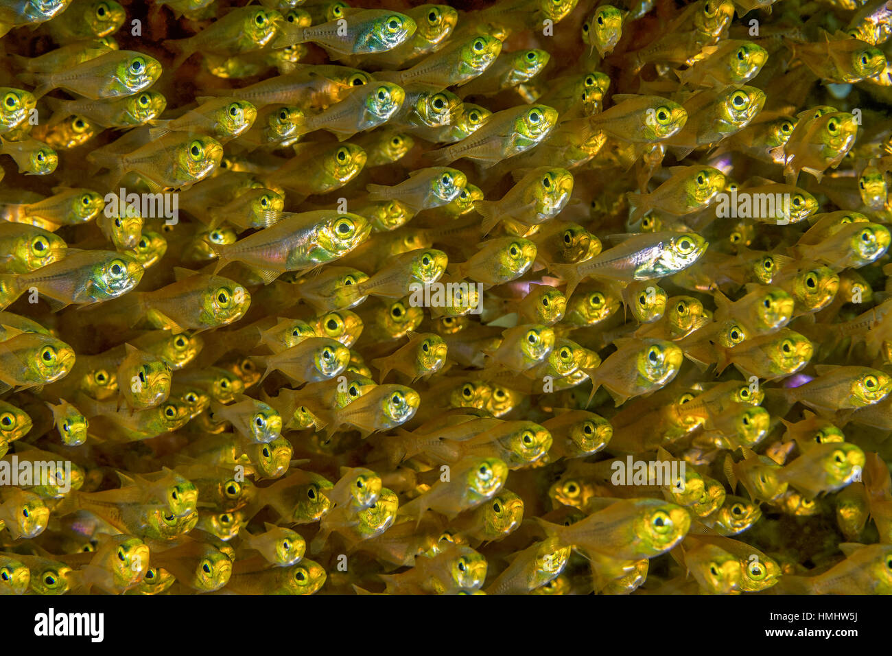 Golden Sweepers schooling Stock Photo - Alamy