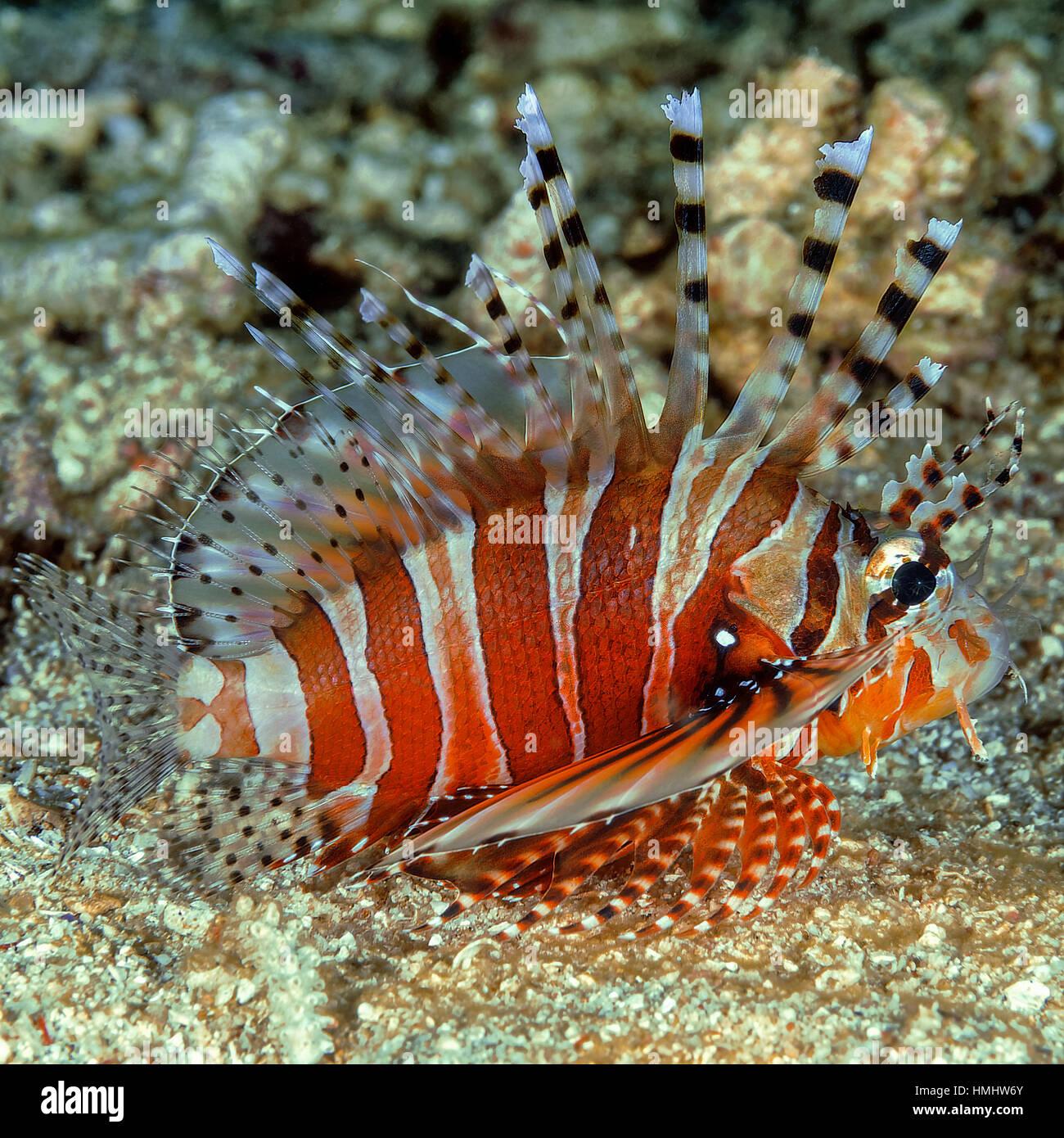 clear-fin lionfish sitting on the ocean floor Stock Photo - Alamy