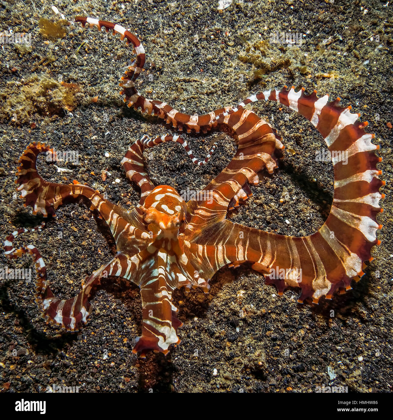 Tentacles octopus hi-res stock photography and images - Alamy