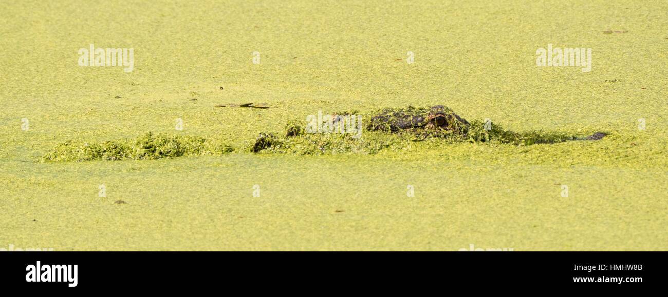 Harris Neck National Wildlife Refuge Georgia Stock Photo - Alamy