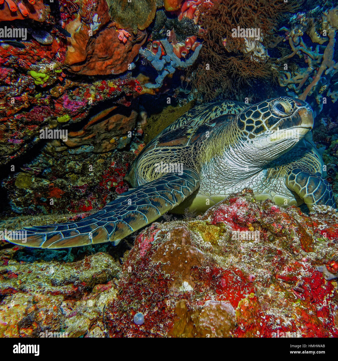 sea turtle resting on the ocean floor Stock Photo - Alamy