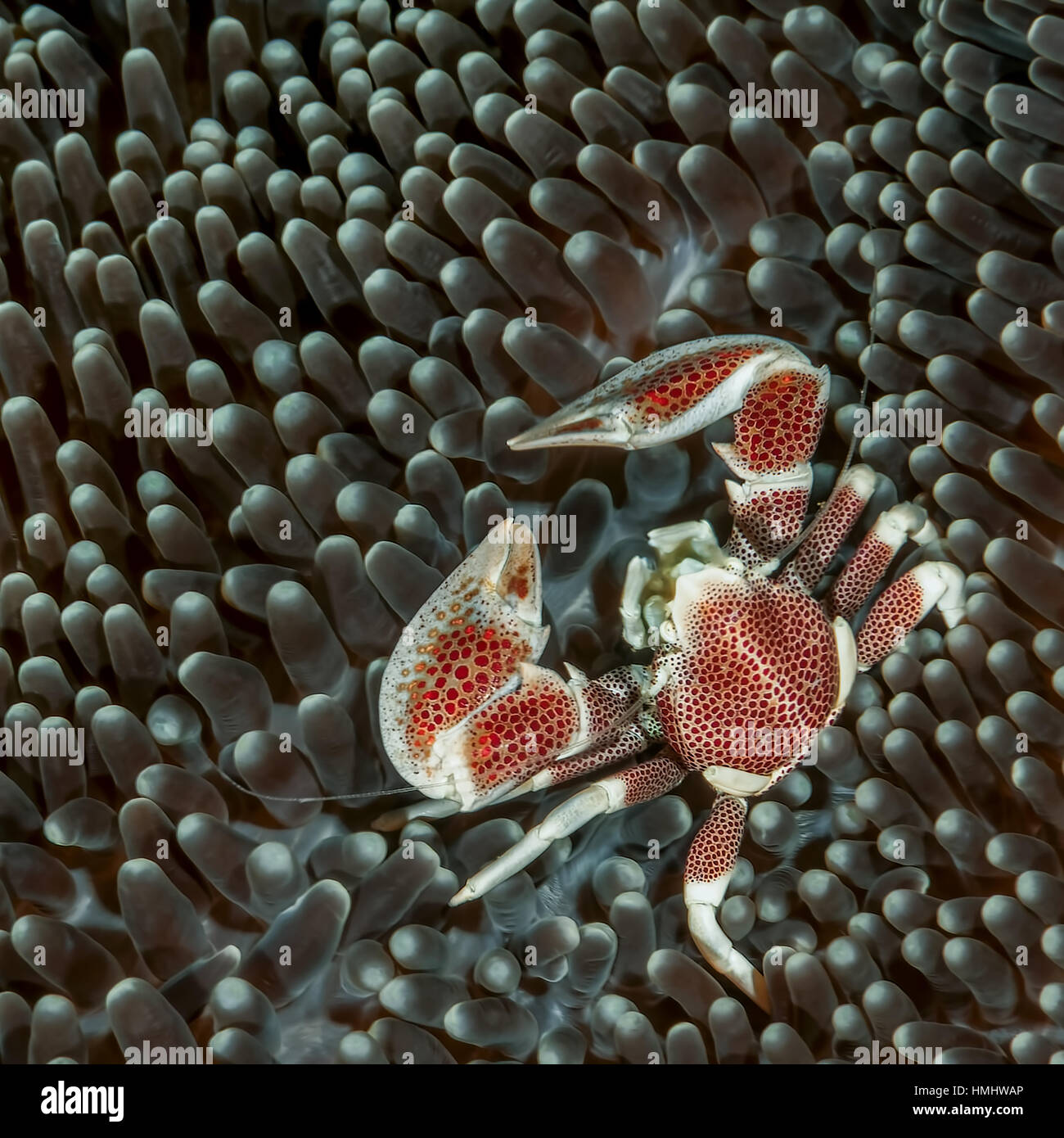 a spotted porcelain crab sitting on an anemone Stock Photo - Alamy
