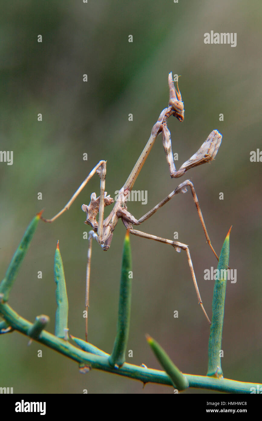 Empusa mantis hi-res stock photography and images - Alamy
