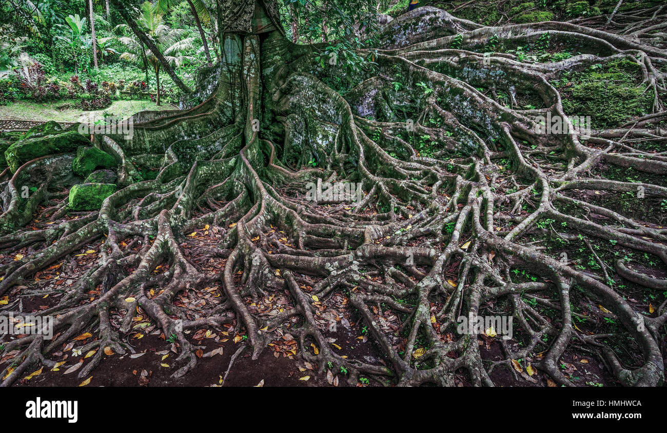 an old tree with roots on the ground Stock Photo - Alamy