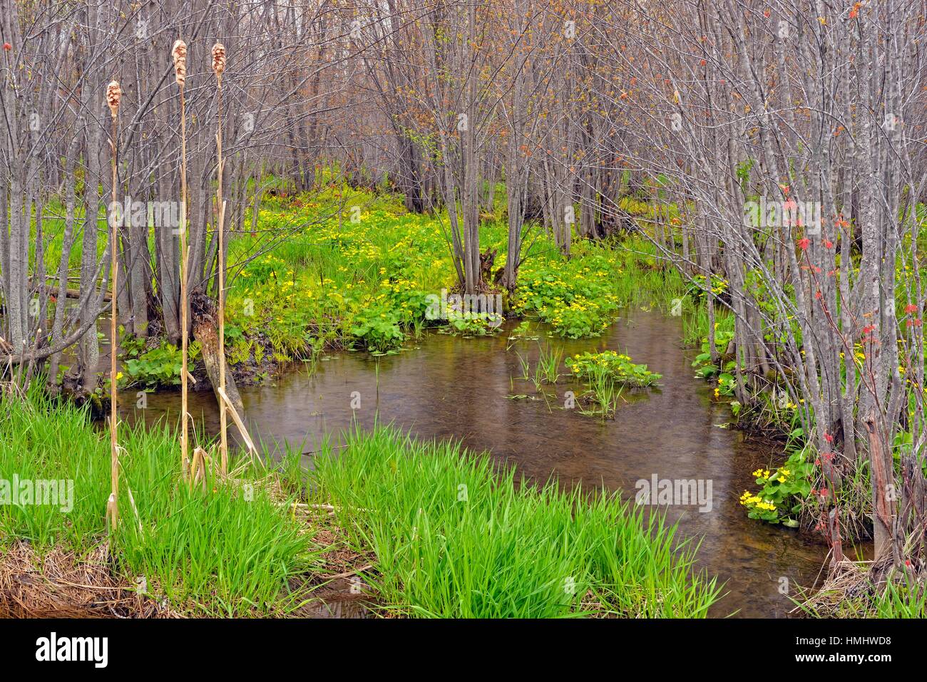 Spring growth in a wetland- grasses ferns and marsh marigolds, Townline ...