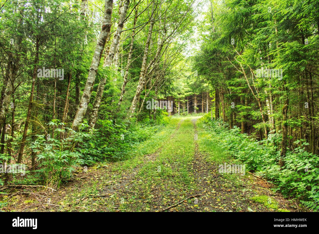 A back road in western Oregon, USA Stock Photo - Alamy