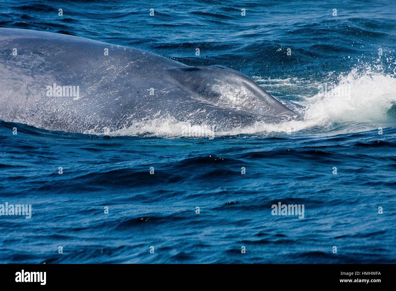 Blue Whale Rostrum High Resolution Stock Photography and Images - Alamy