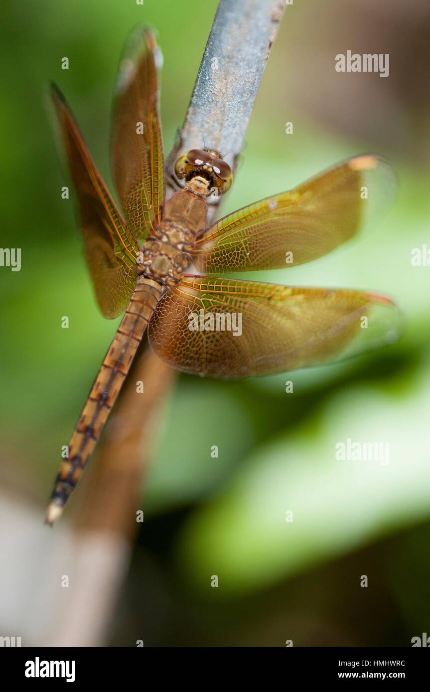Indonesian Dragonfly High Resolution Stock Photography and Images - Alamy