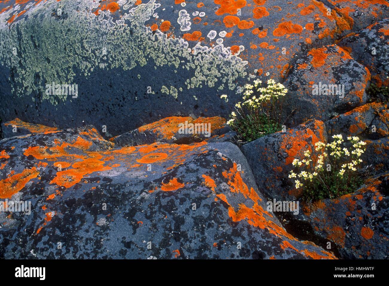 Hudson Bay wildflowers blooming among lichen-covered rocks, Churchill ...