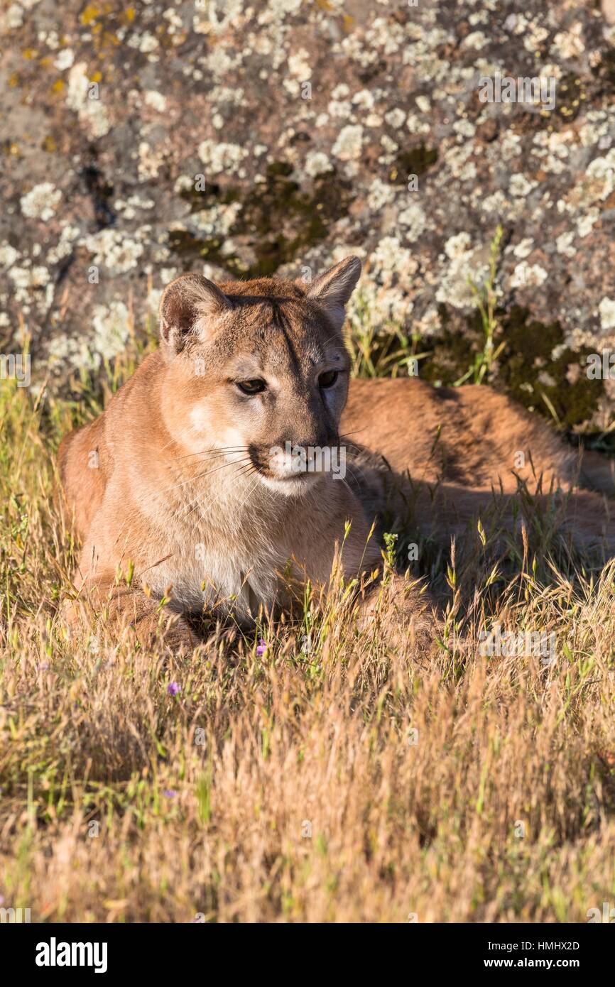 Mountain Lion Puma Concolor Lying Down High Resolution Stock ...