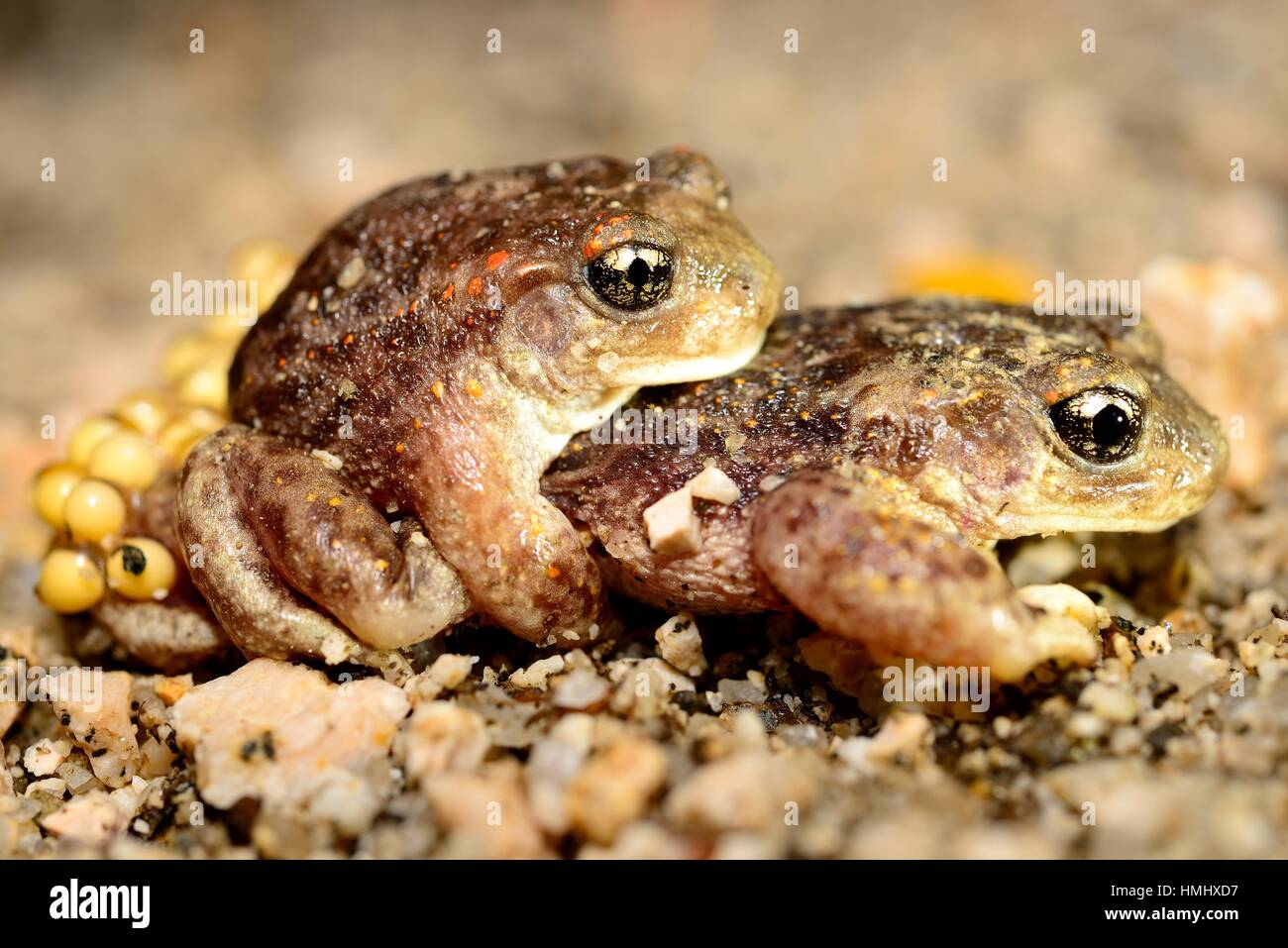 Midwife Toads High Resolution Stock Photography and Images - Alamy