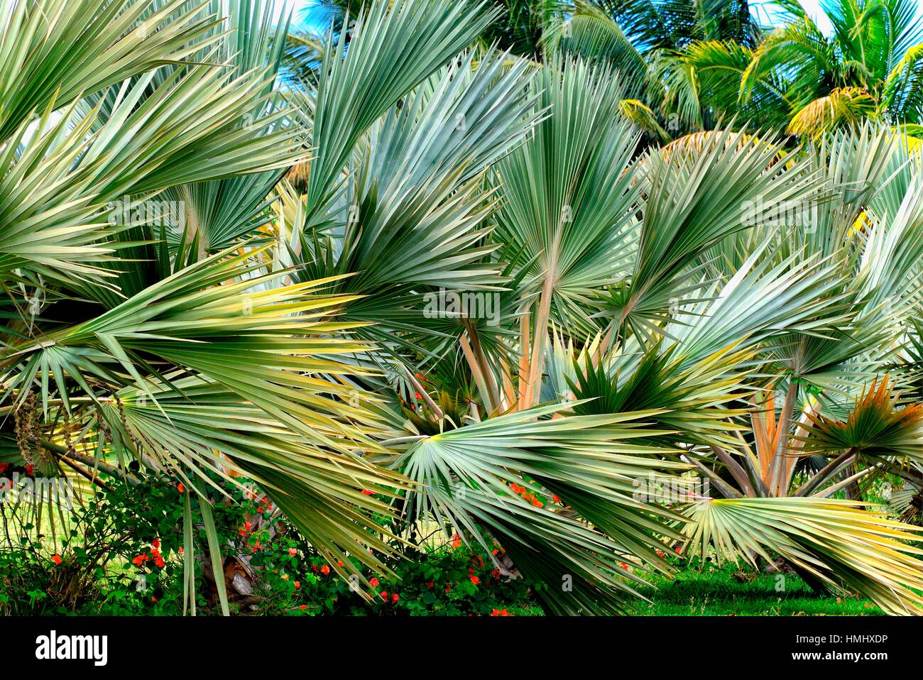 The palm species hi-res stock photography and images - Alamy