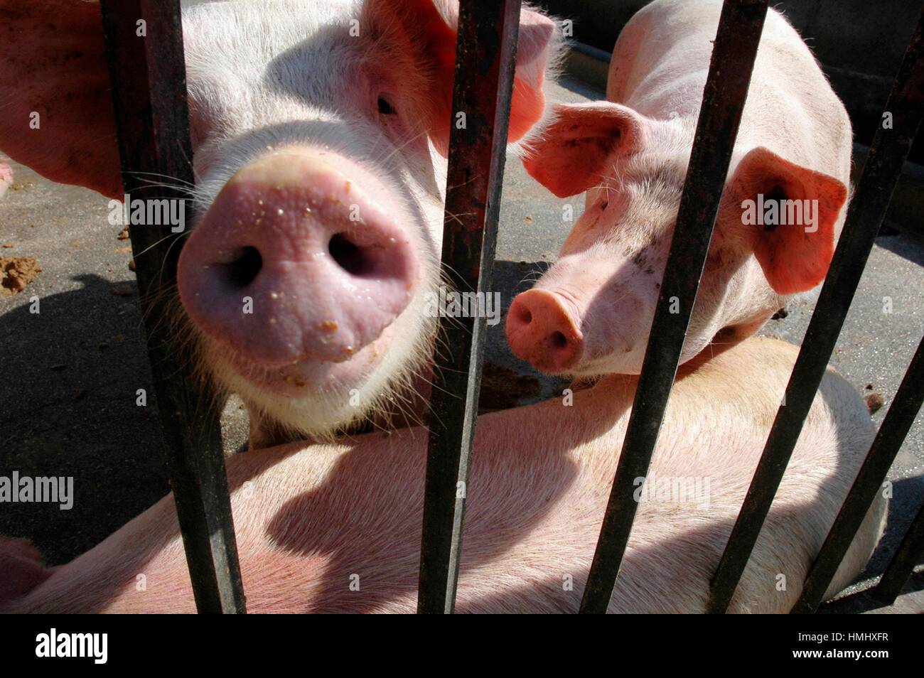 Pigsty hi-res stock photography and images - Alamy