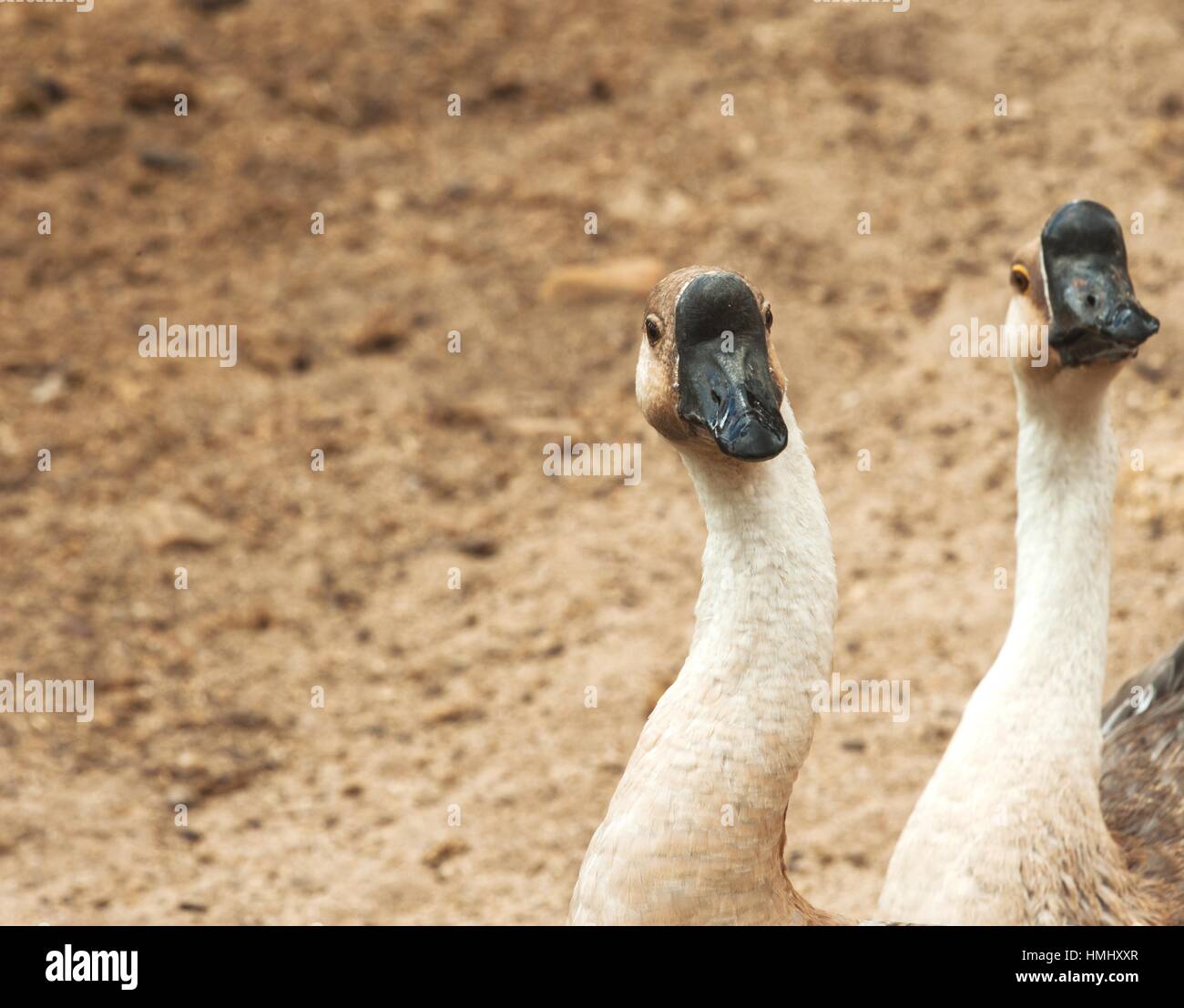 Snake like neck hi-res stock photography and images - Alamy