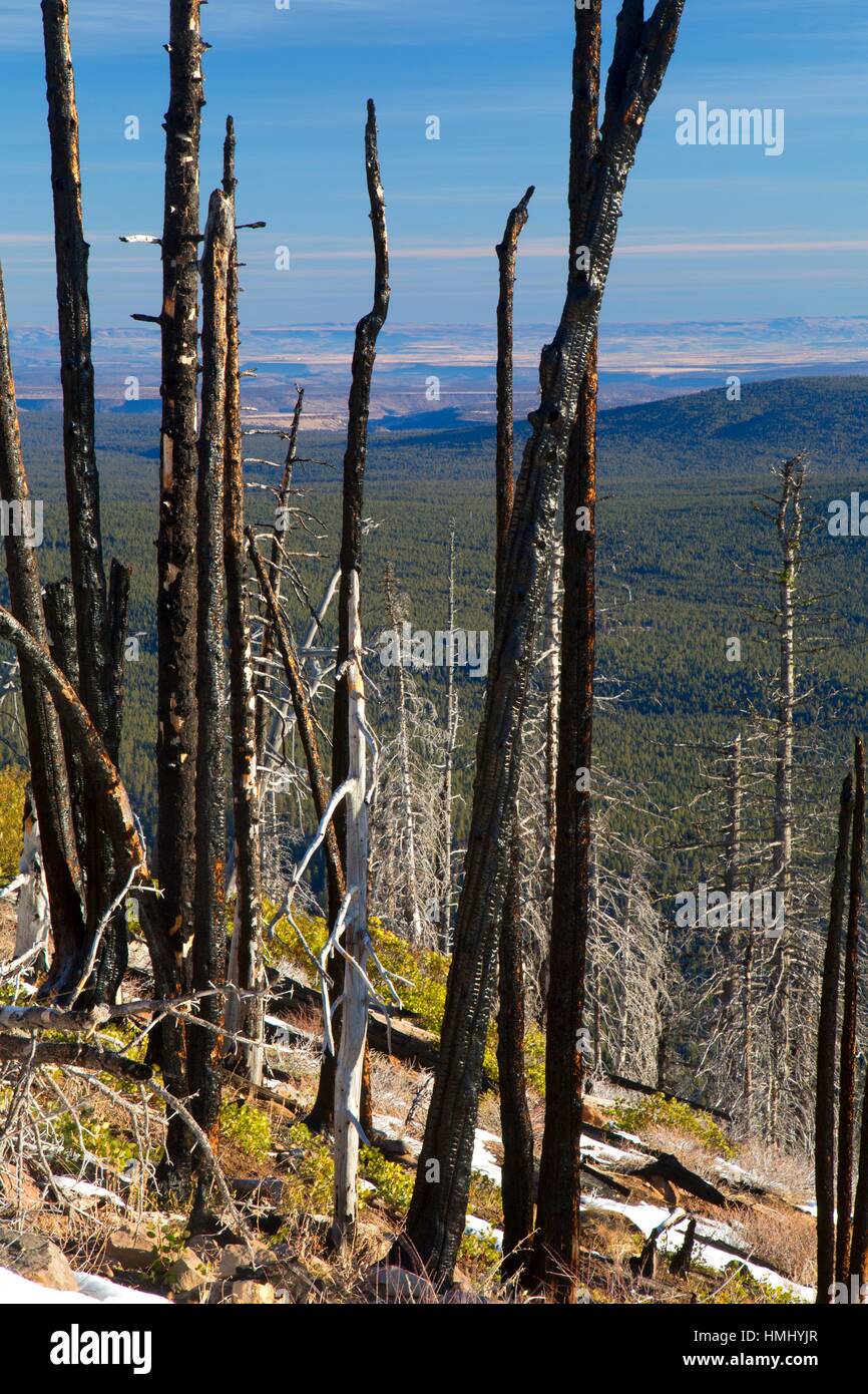 Black forest hiking hi-res stock photography and images - Alamy