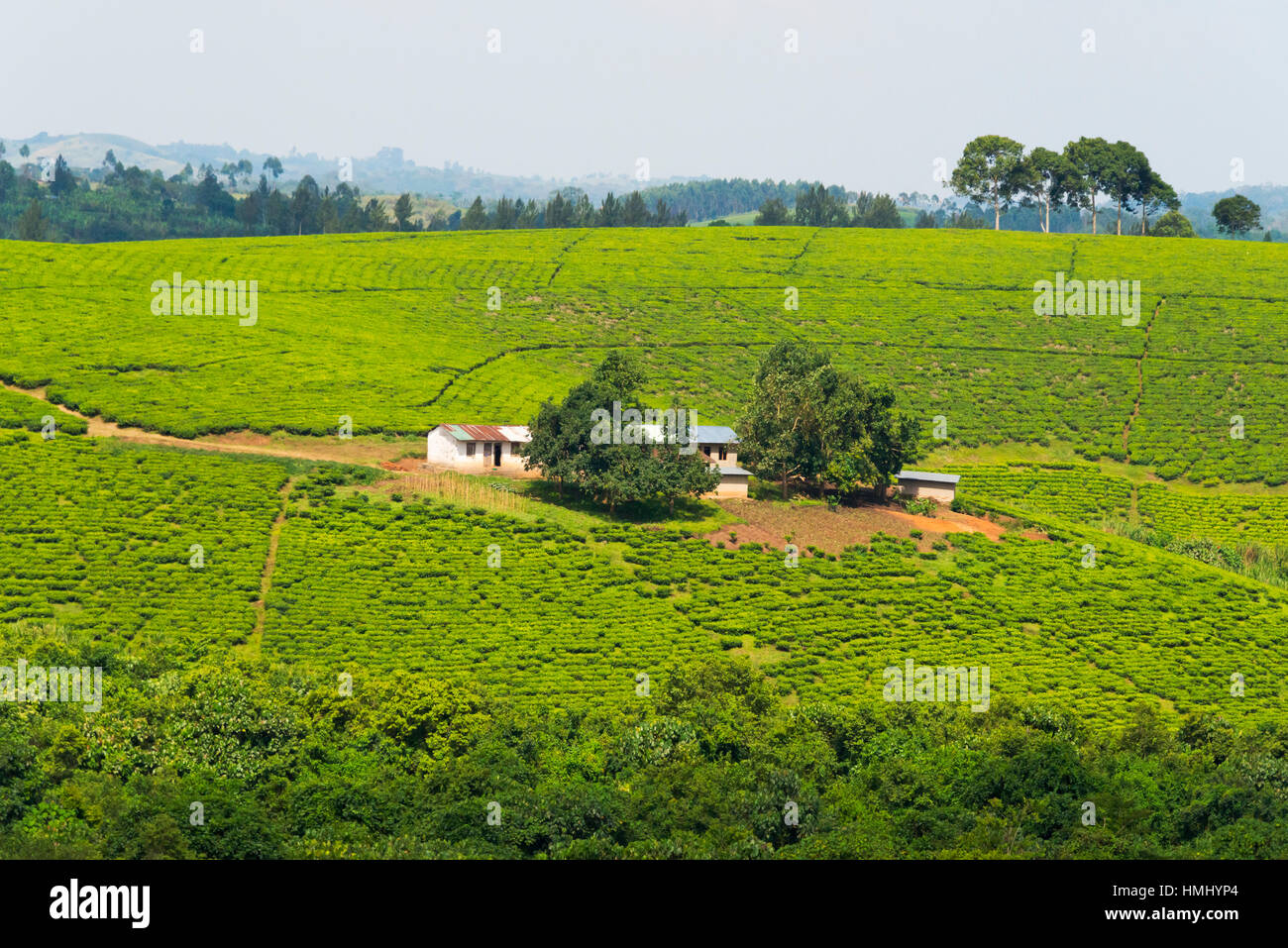 Tea plantation, west Uganda Stock Photo - Alamy
