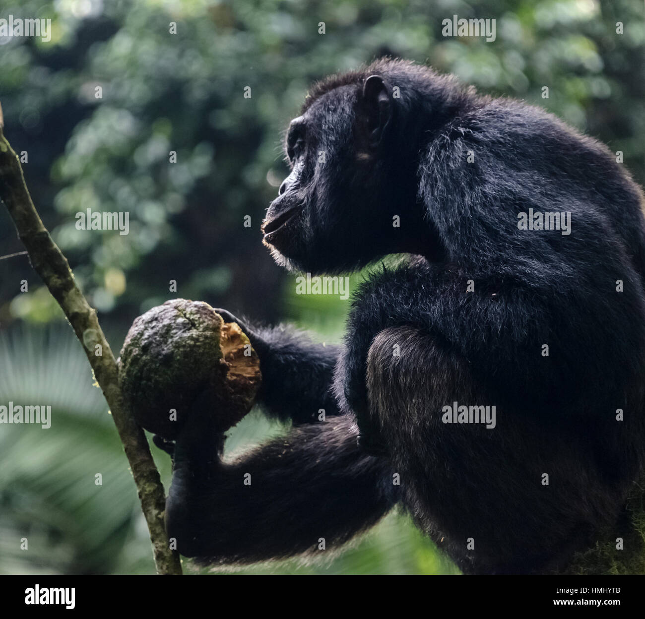 Bondo Ape Eating Jaguar